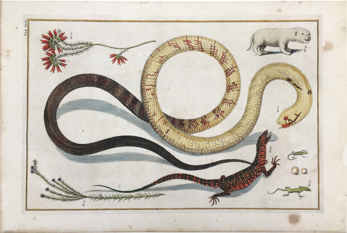 Seba, Albertus "Plate 49" [Snake, Lizards and Mammal] – Philadelphia ...