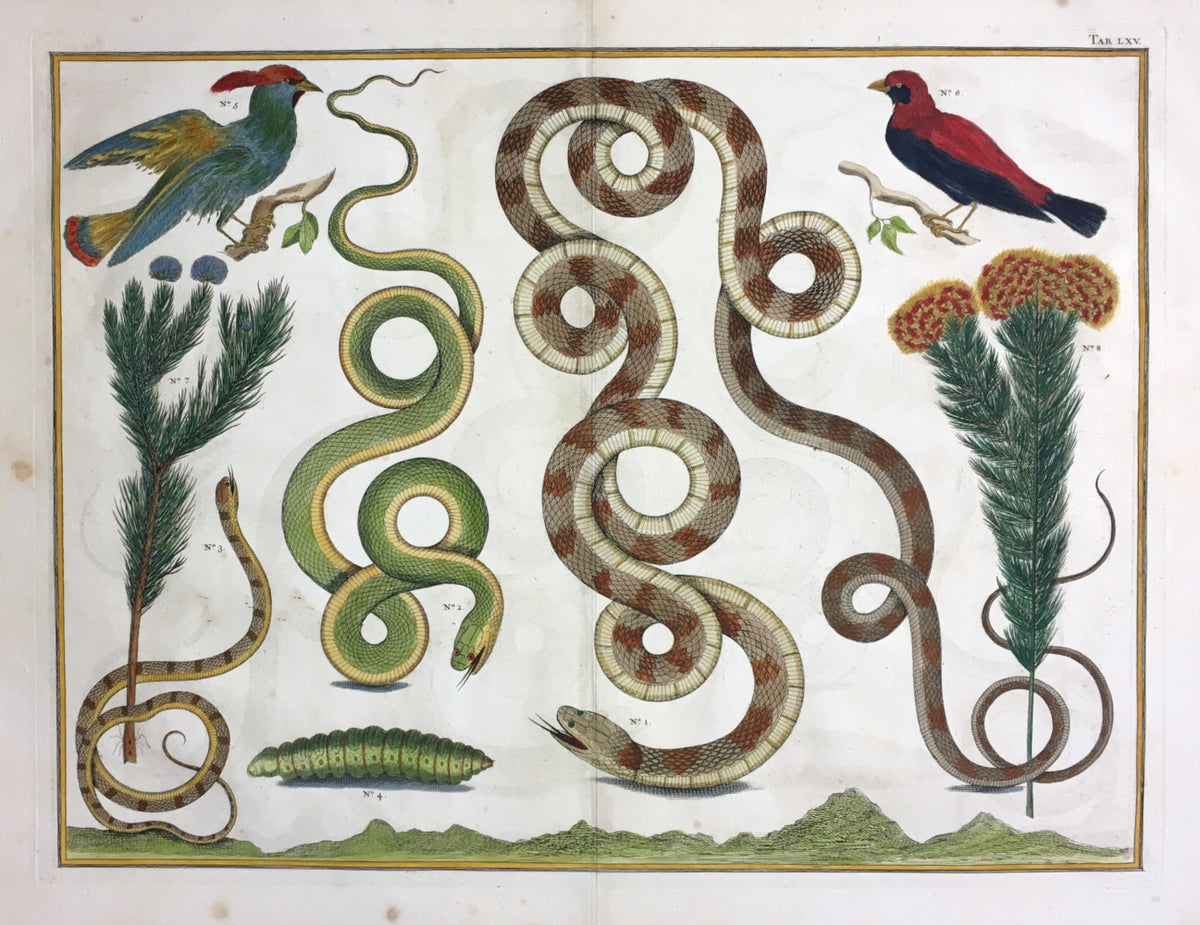 Seba, Albertus "Plate 65" [Four Snakes and Two Birds] – Philadelphia ...