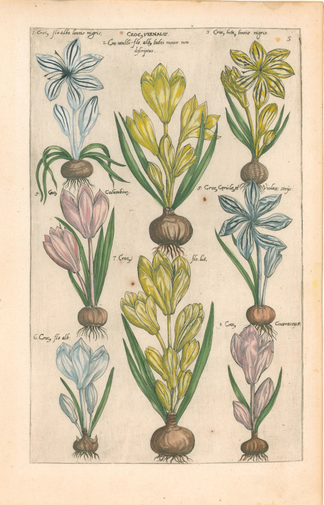 Sweert, Emanuel "Crocus Vernalis" From "Florilegium" – Philadelphia ...