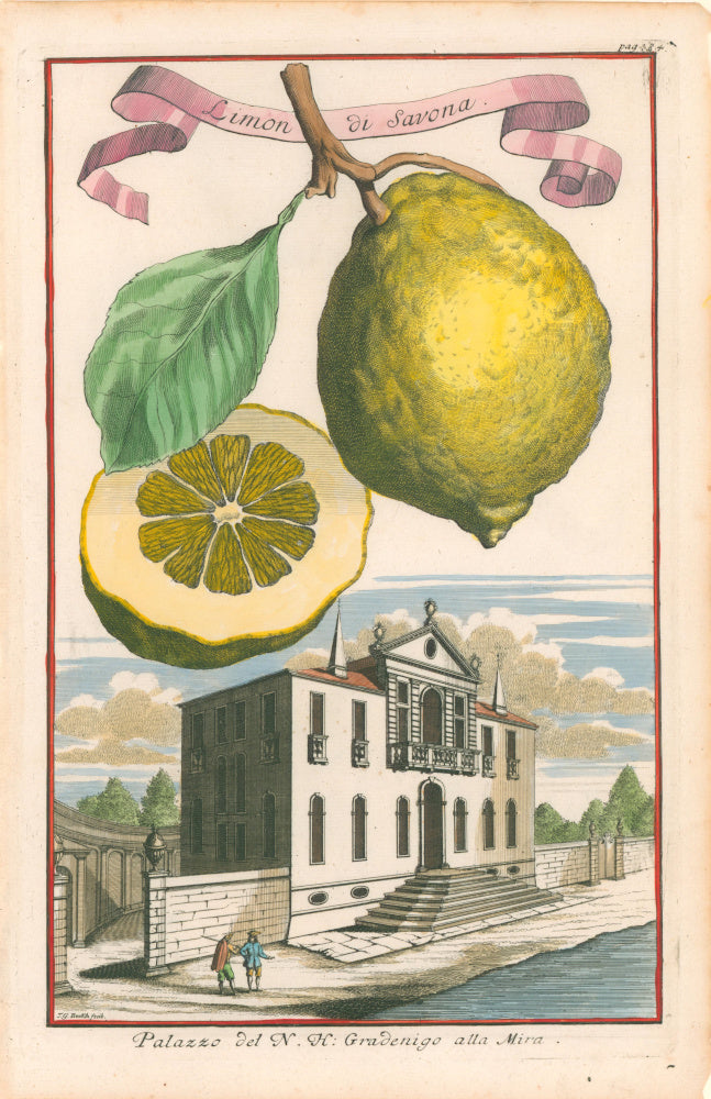 Volckamer, Johann Christoph "Limon di Savona" Pl. 484 – Philadelphia ...
